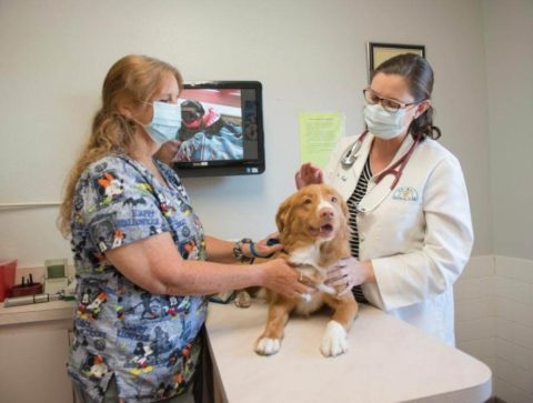 Spring Hill, FL Veterinary Services | AMC Of Spring Hill