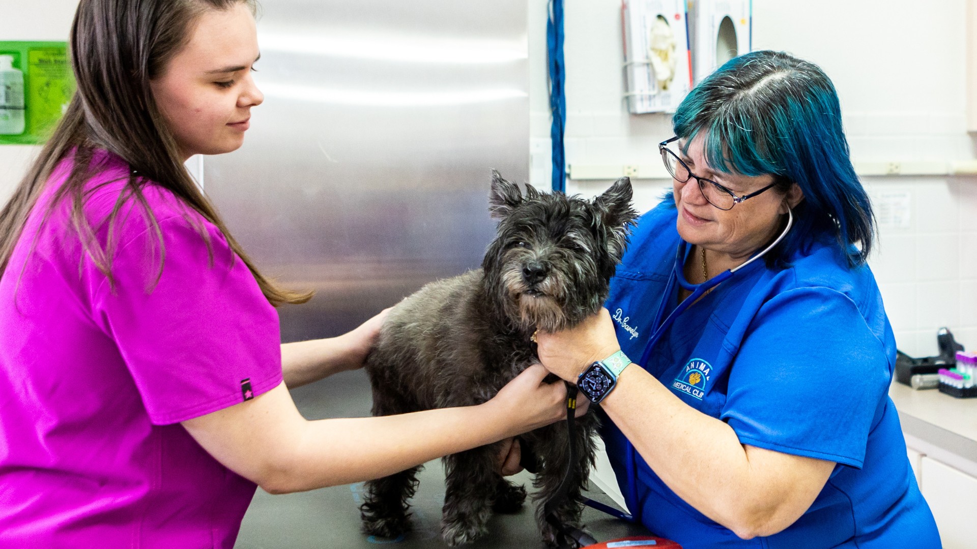 Best Veterinary Hospital in Spring Hill, FL 34606